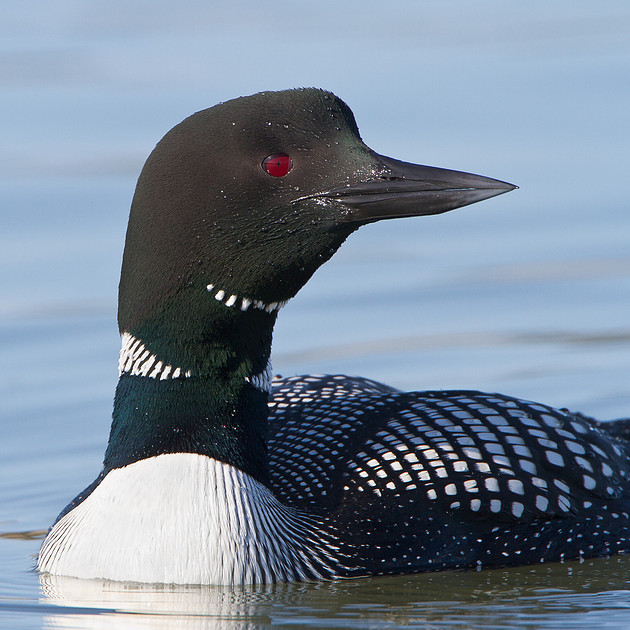 Zenfolio | Feather Light Photography | Common Loon | Common Loon ...